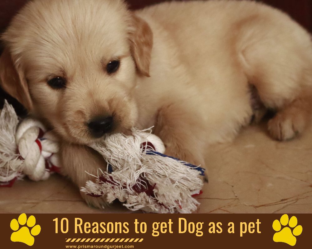 10 Reasons Why Should You Get A Dog