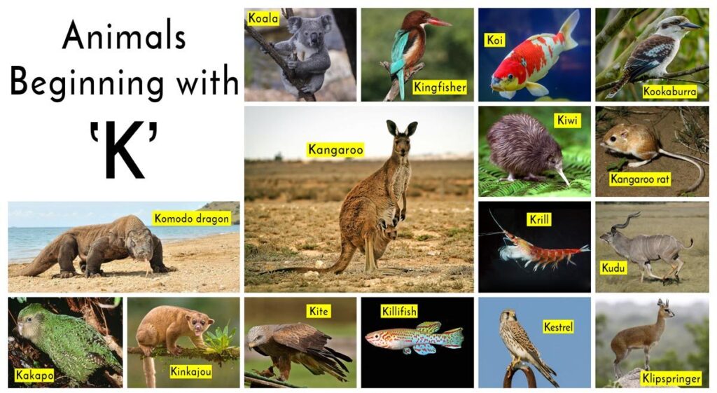 Animals Beginning with K- With facts and Information! #BlogchatterA2Z