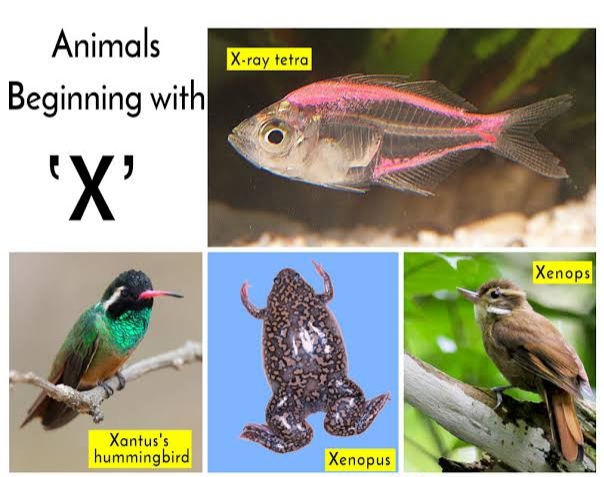 Animals Beginning with X- With facts and Information! #BlogchatterA2Z