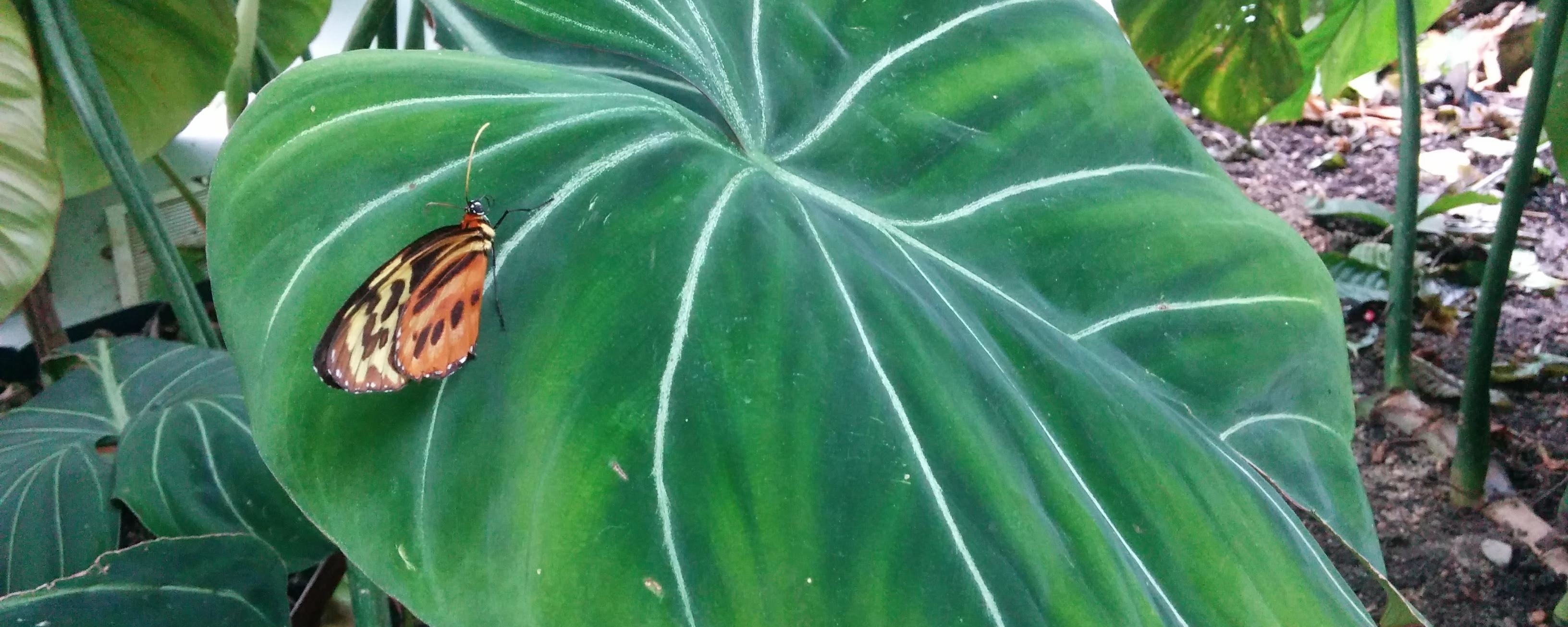Cockrell Butterfly Center, Houston Museum