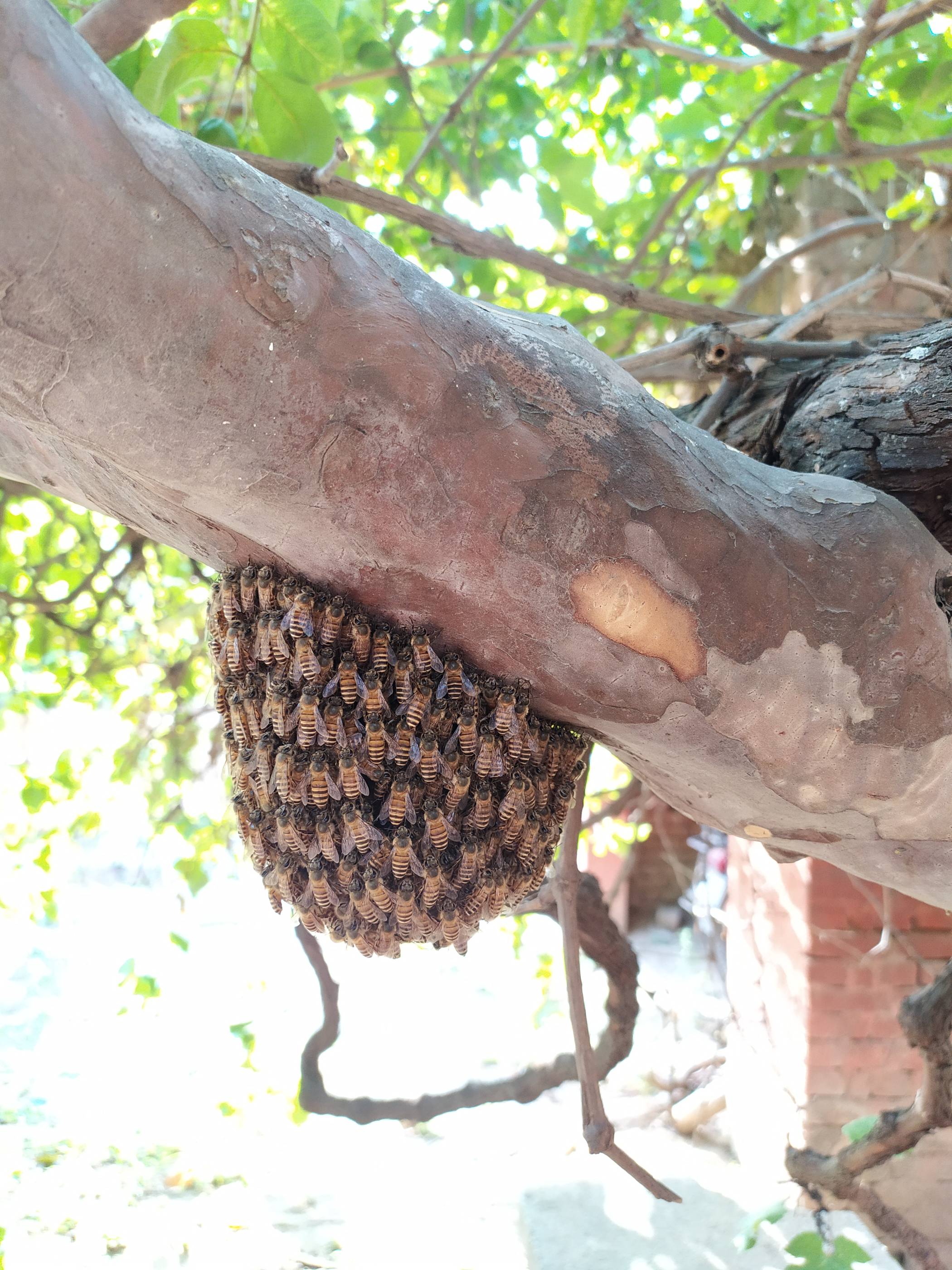 The Case of the Missing Beehive
