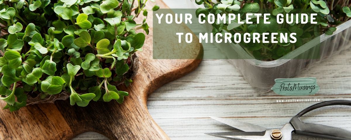 Your complete guide to Microgreens