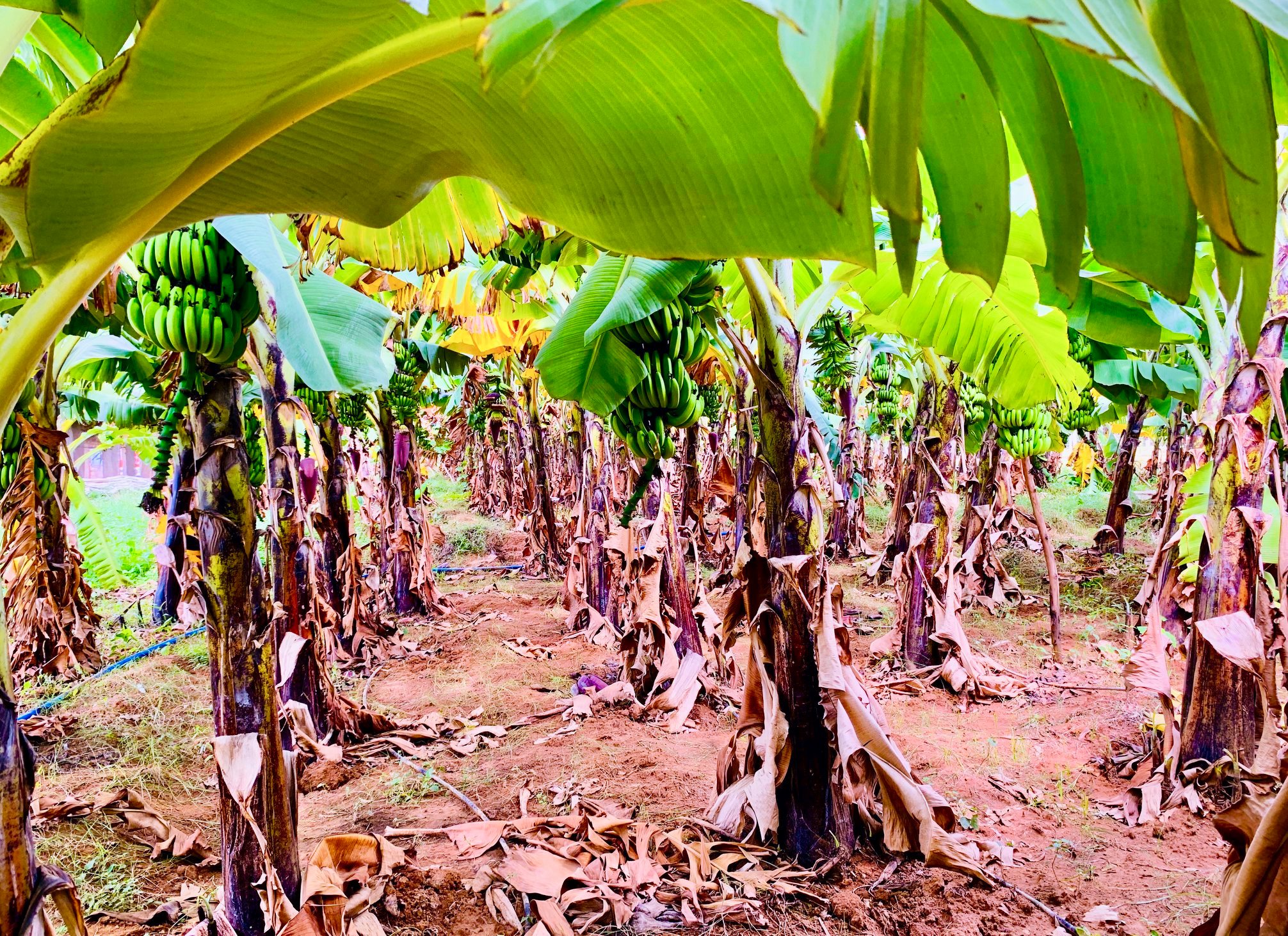 OWNING AND DISOWNING IN TIME.. WHAT ARE THEY LIKE?