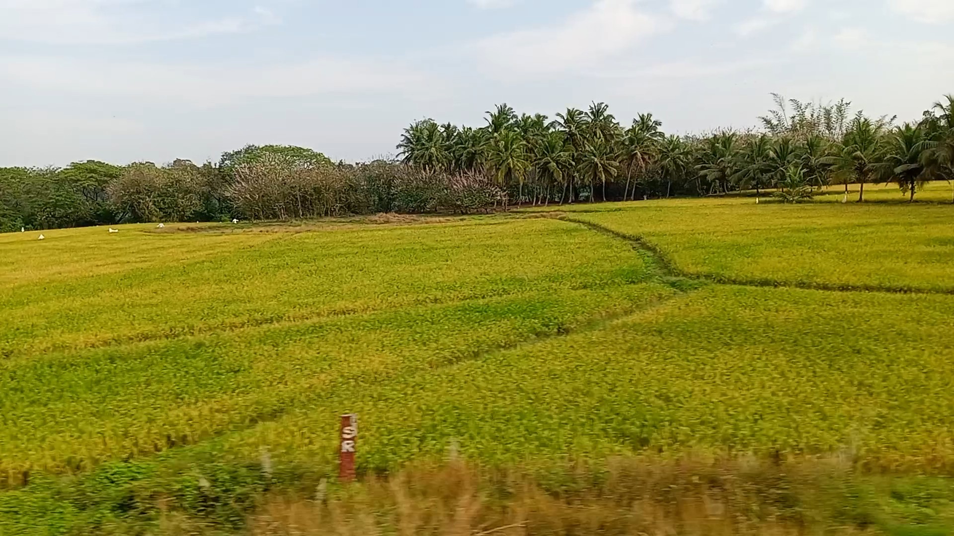 F – First Poem Dedicated to Baba - Rashi Roy