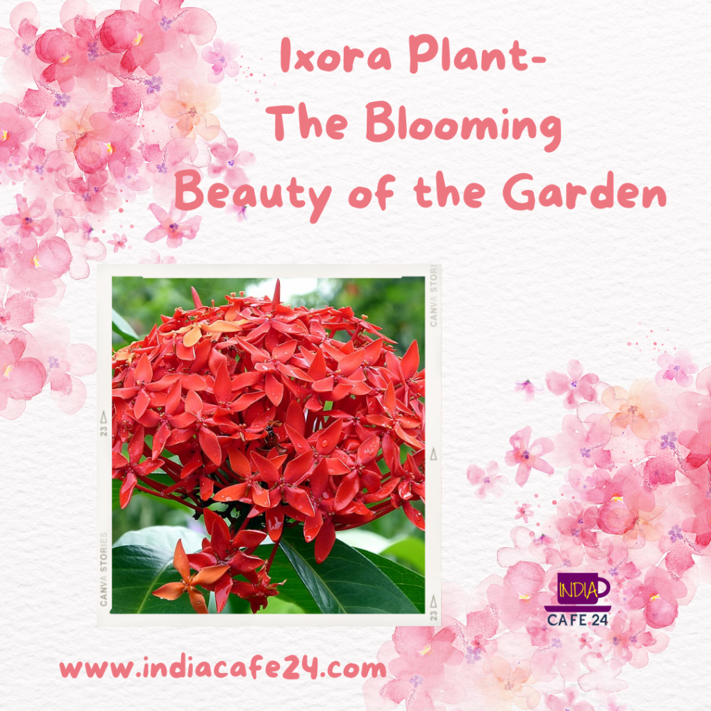 Ixora Plant- The Blooming Beauty of the Garden - Indiacafe24.com