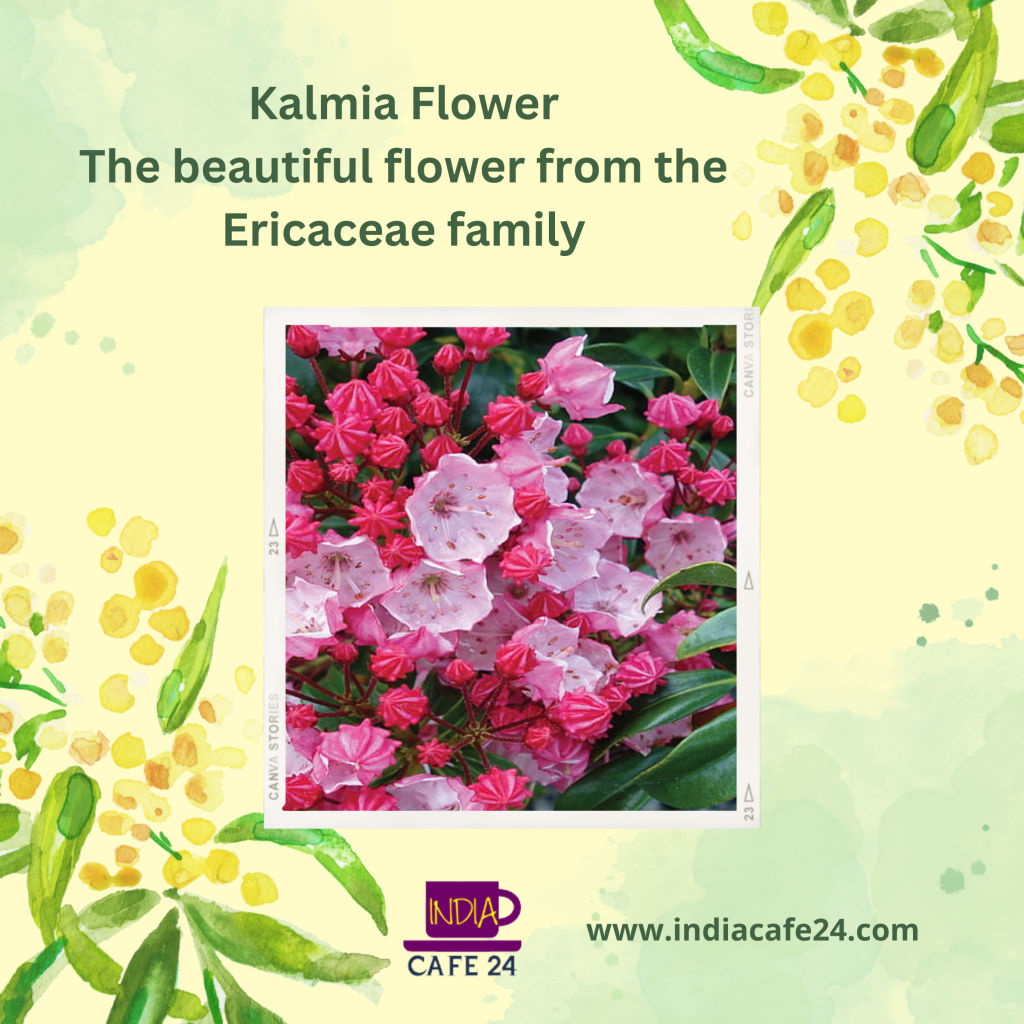 Kalmia Flower: The beautiful flower from the Ericaceae family ...