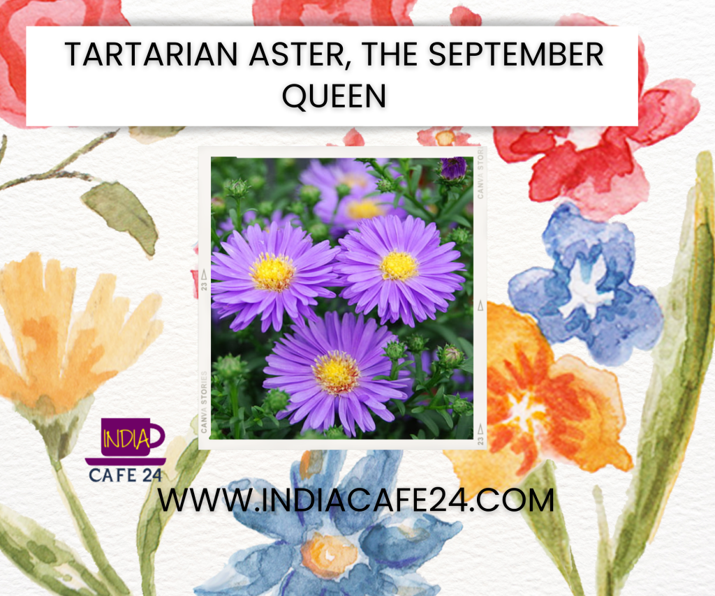 Tartarian Aster, The September Queen - Indiacafe24.com