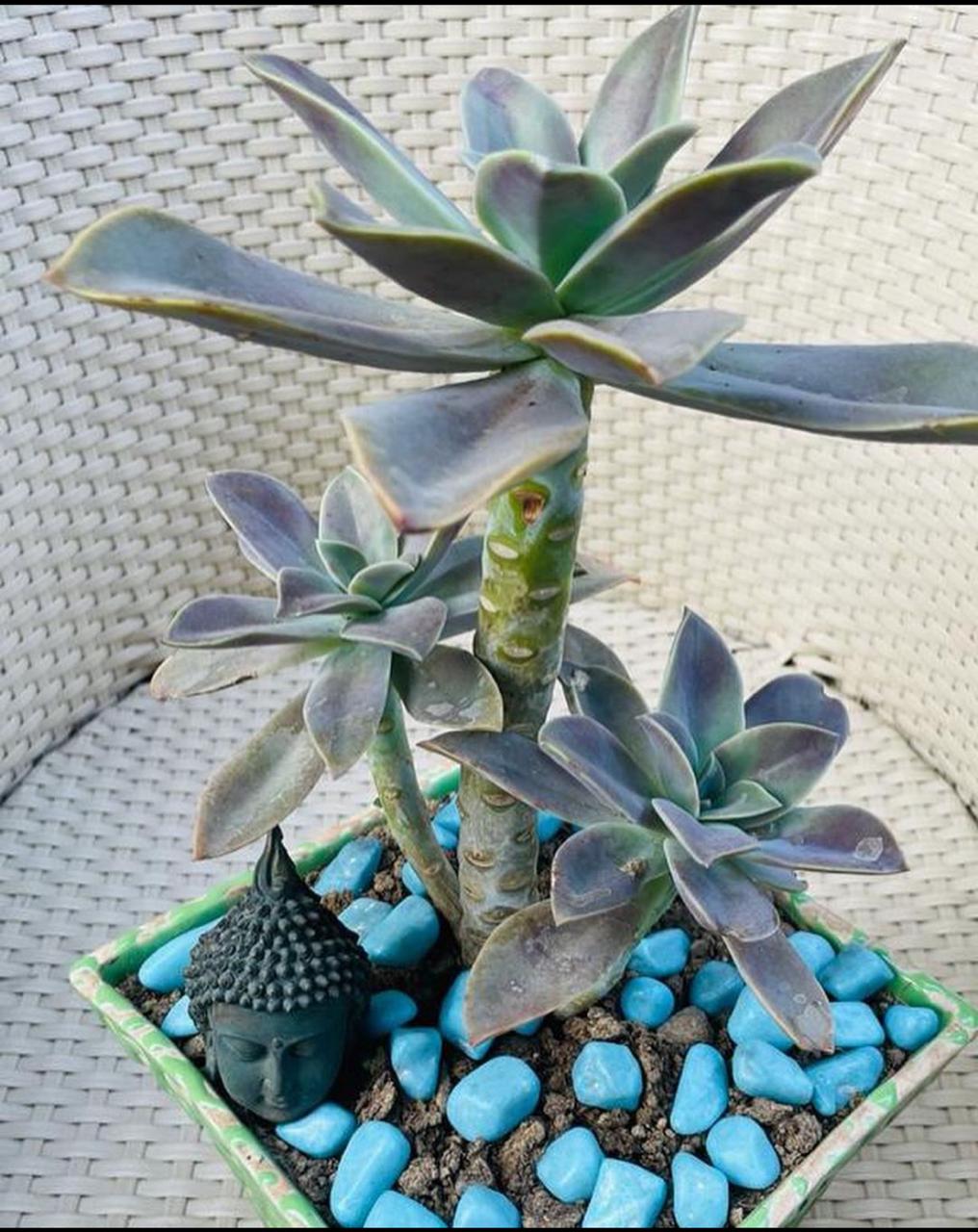 Succulents- born to arrest your attention