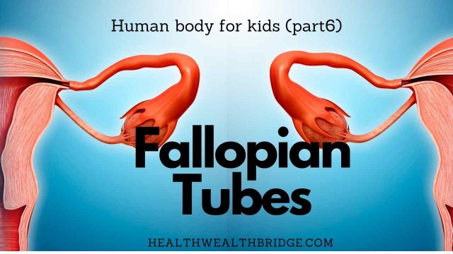 Fallopian tubes facts:Human Body for Kids(and their parents)